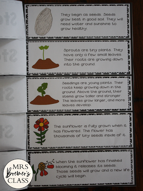 The Tiny Seed | Mrs. Bremer's Class