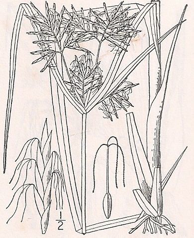 FLORA ILUSTRADA BRITTON DEL NORTE DE U.S.A.-CANADA: CYPERACEAE CYPERUS ...