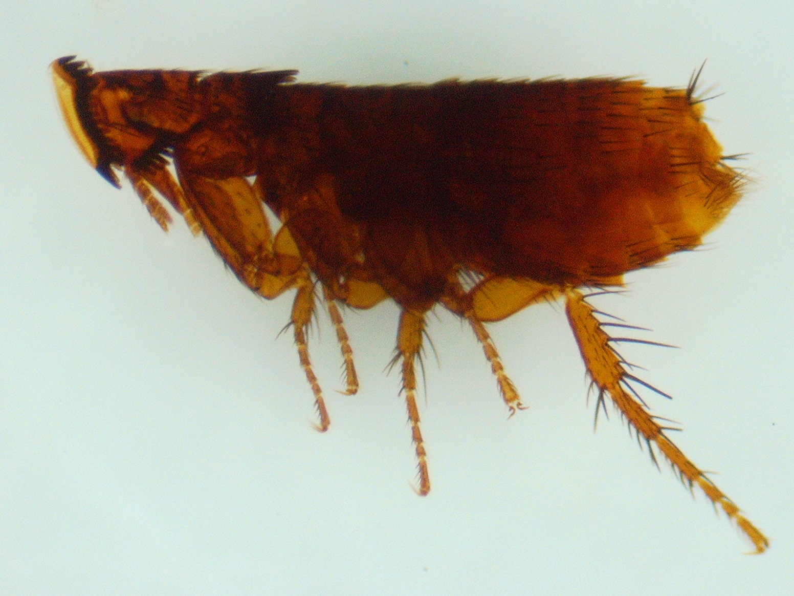 Variety of Life: Siphonaptera