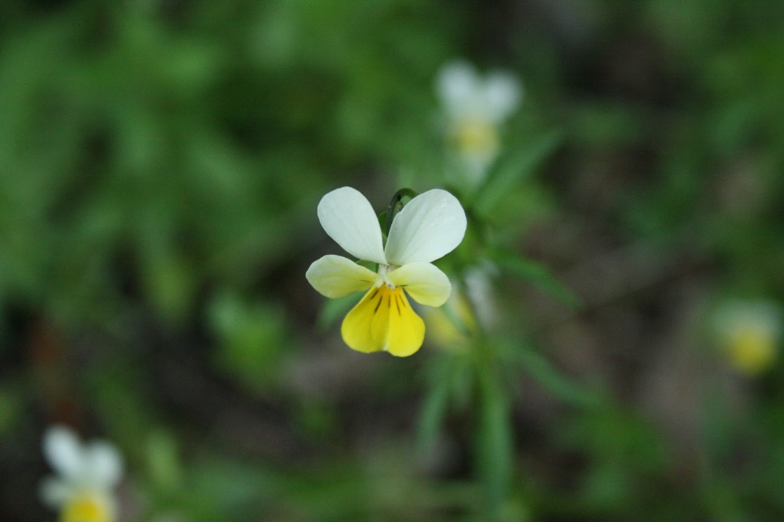 Revelatii de cafenea: Parcul National Cozia - sub ochii bestiei ...