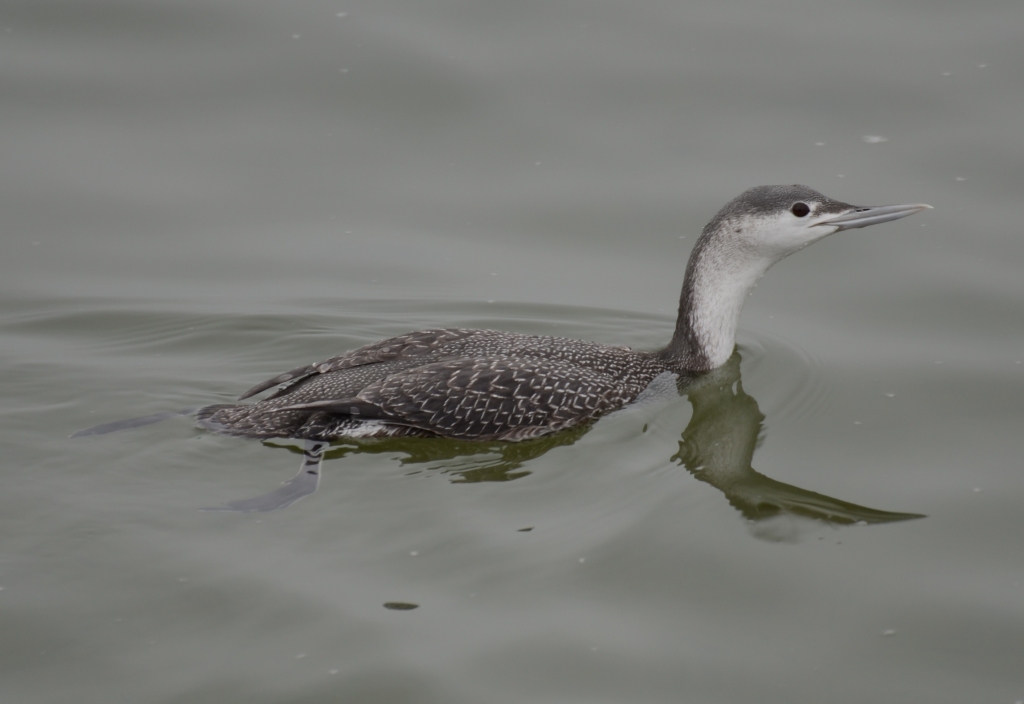 Ohio Birds and Biodiversity: Barnegat Light, New Jersey