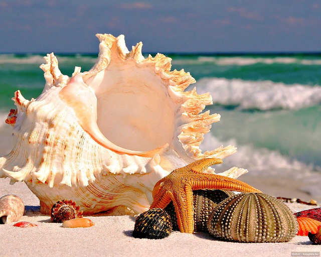 Seashell Photography ~ photography in a blog