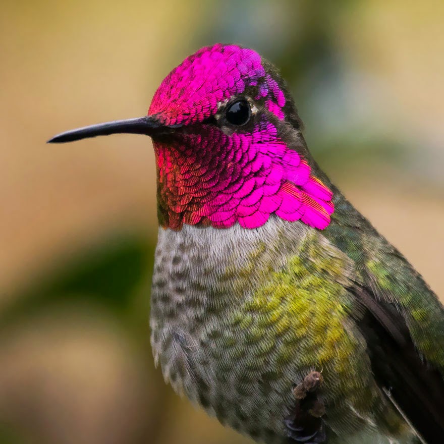 Colibries - Las Mejores Fotografías del Mundo