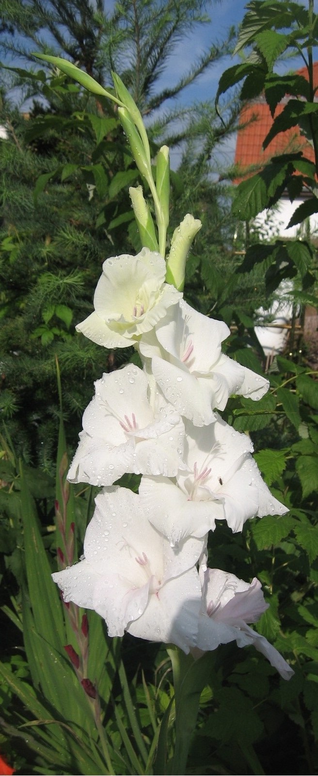 Altes und Neues von Bernd Nowack, Dessau: Blumen des Monats August ... Altes und Neues von Bernd Nowack, Dessau: Blumen des Monats August ...
