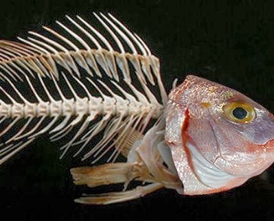 Jom Tanam Bunga: Tentang Baja (Bahagian 2)