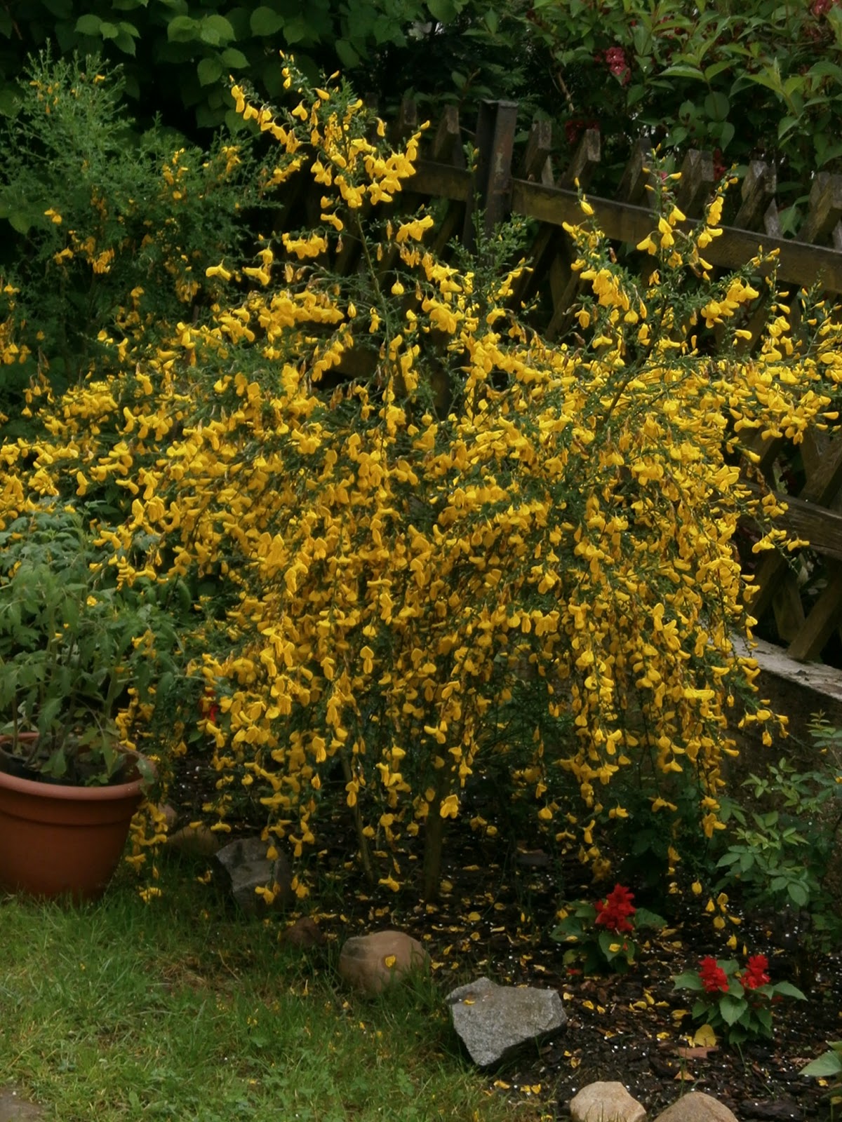 Inny świat JOTKI: Żółte jak wiosną kwitnące żarnowce.