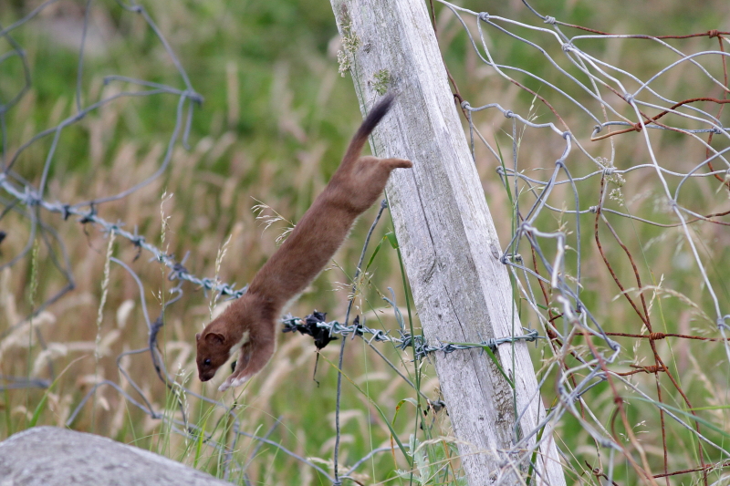 Dermot Breen's Blog: Irish Stoat Part 1