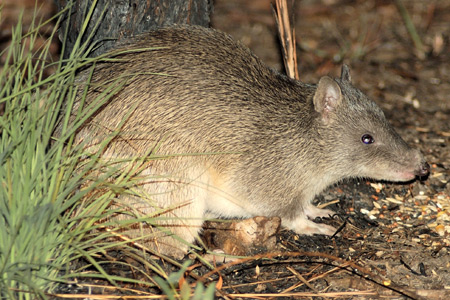 Bandicoot | Animal Wildlife