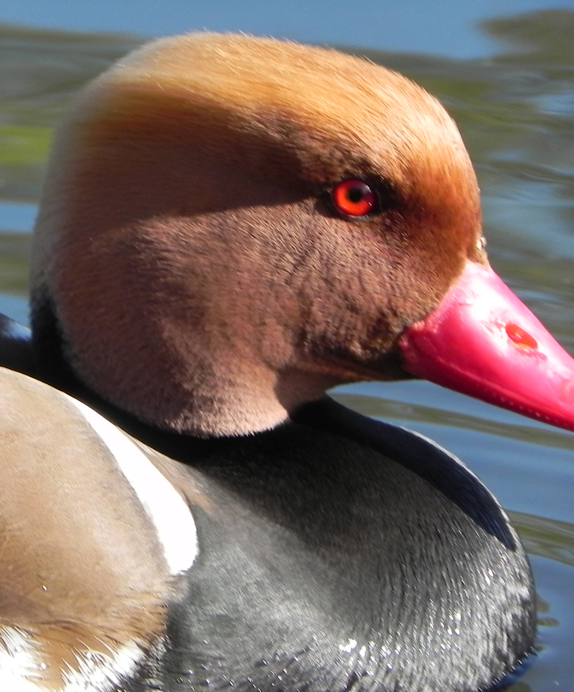 AVES ACUÁTICAS: Netta rufina L. (PATO COLORADO) (RED-CRESTED POCHARD)