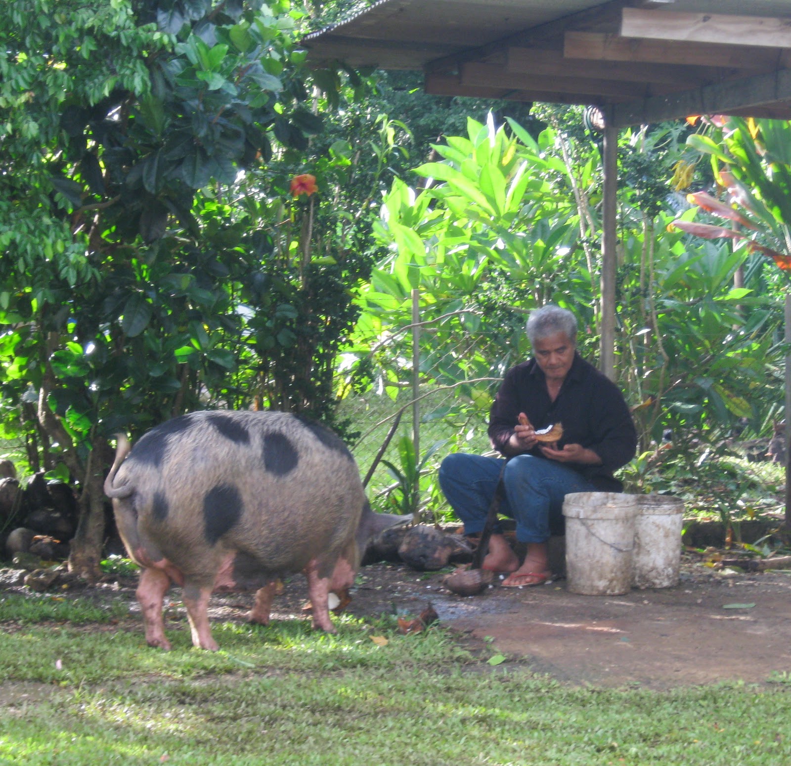 Two for Tonga: The Sounds