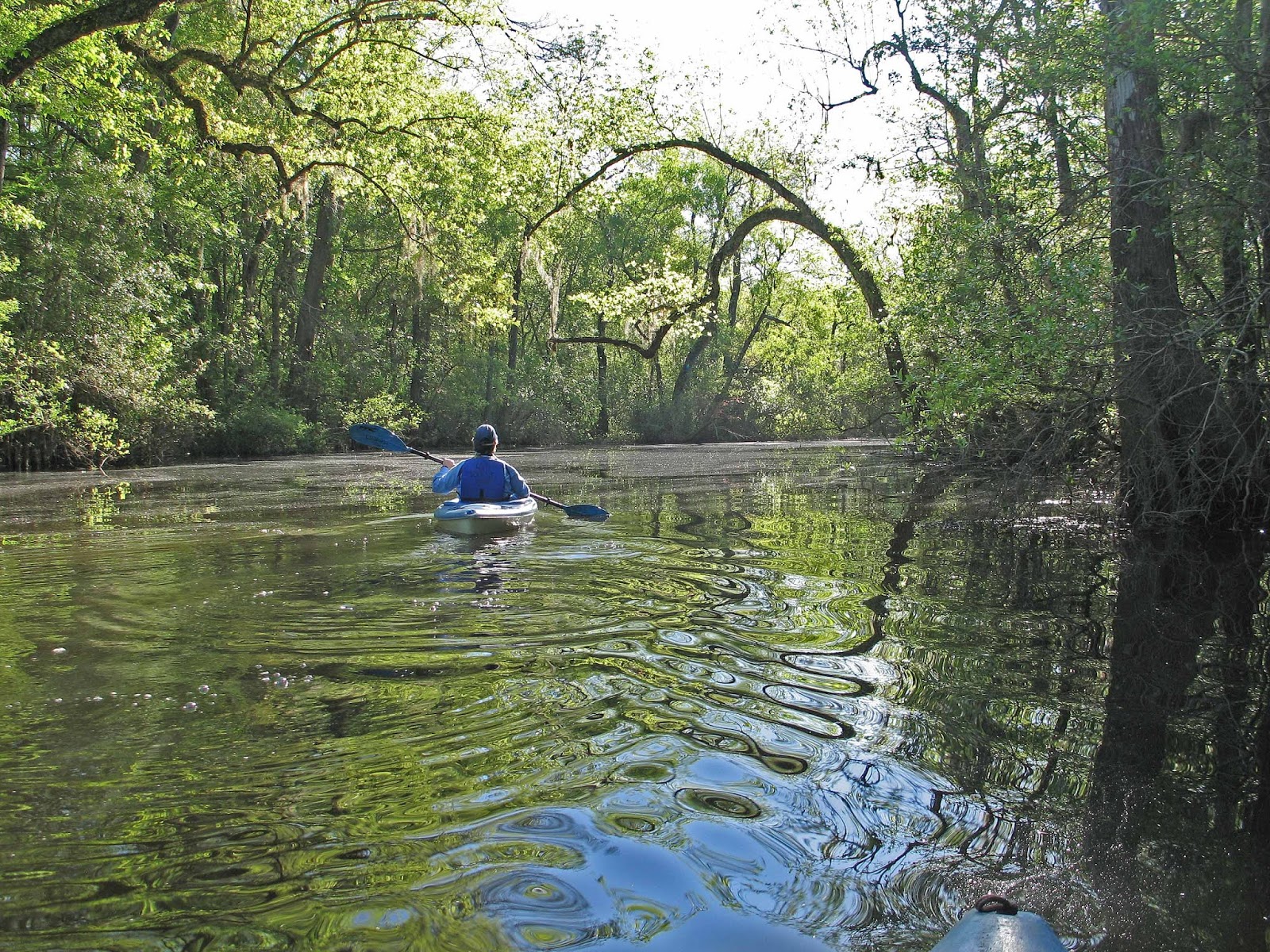 Mark & Teri's Travels: Kayaking the Mobile-Tensaw River Delta