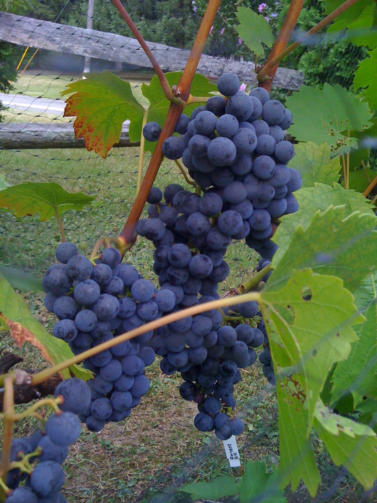 Backyard Vineyard & Winery