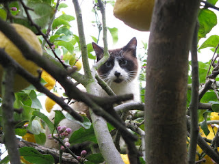 Africa to Algarve: Why was that cat up the lemon tree?