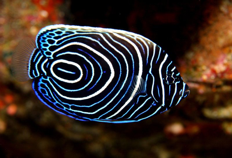 Top 3 Most Beautiful Fish - HD Animal Wallpapers