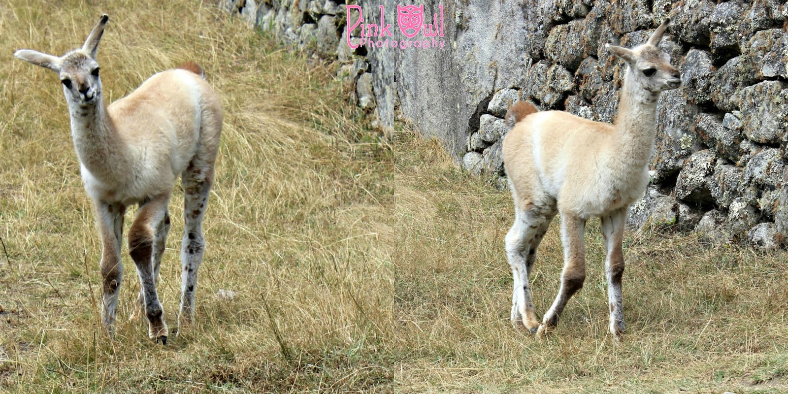 Tania Cosplay: Viaje a Perú: Machu Picchu.