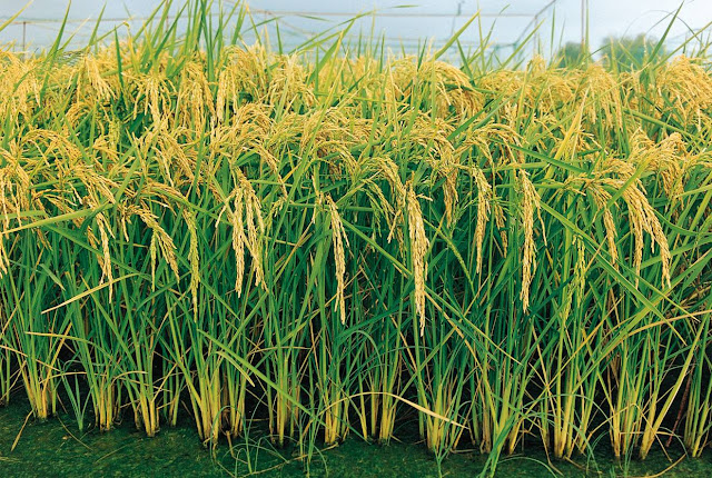 Cañas y Spritz: HOY HABLAREMOS DEL ARROZ