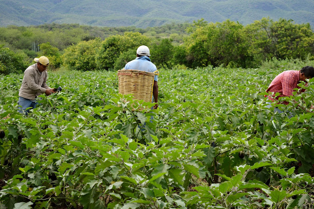 Viajes, Amor, Naturaleza y Vida : Vaije a Cuicatlán, Oaxaca, México