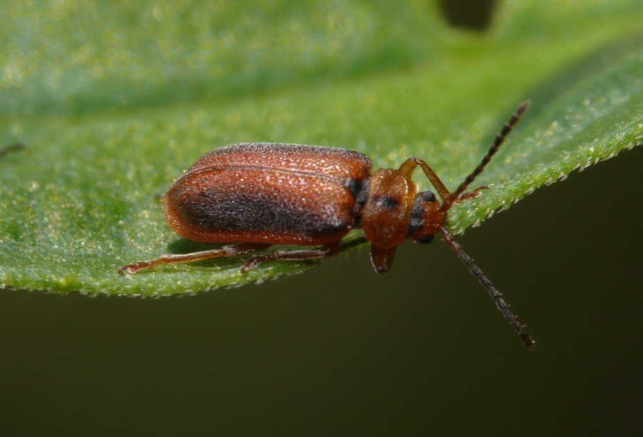 Ohio Birds and Biodiversity: Beetles battle loosestrife