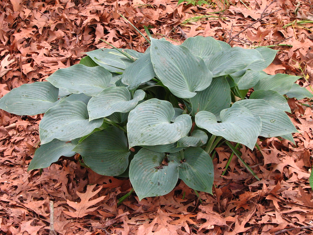Hosta 'Halcyon' care and culture | Travaldo's blog
