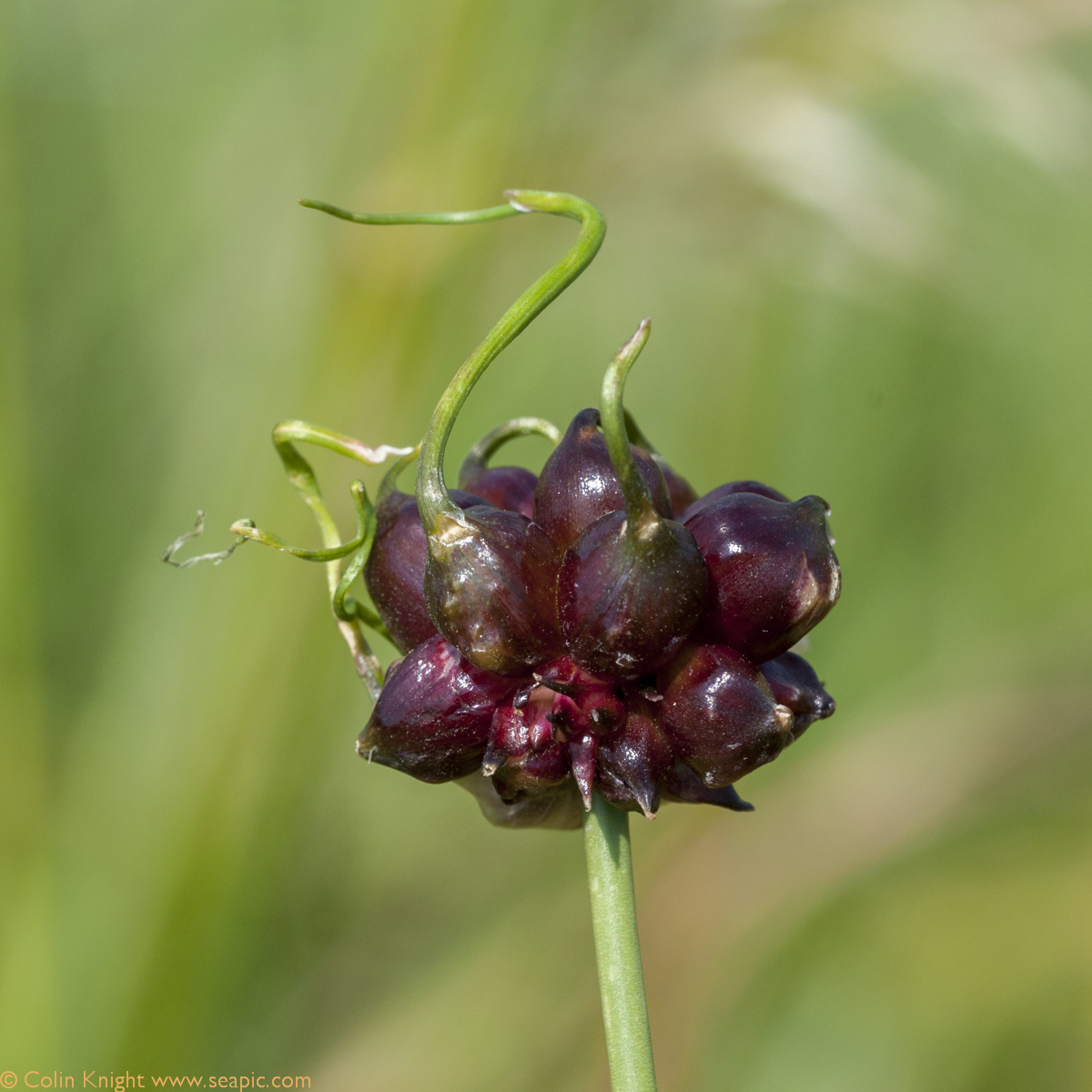 Postcards from Sussex: Crow Garlic and Tortoiseshells at Anchor Bottom