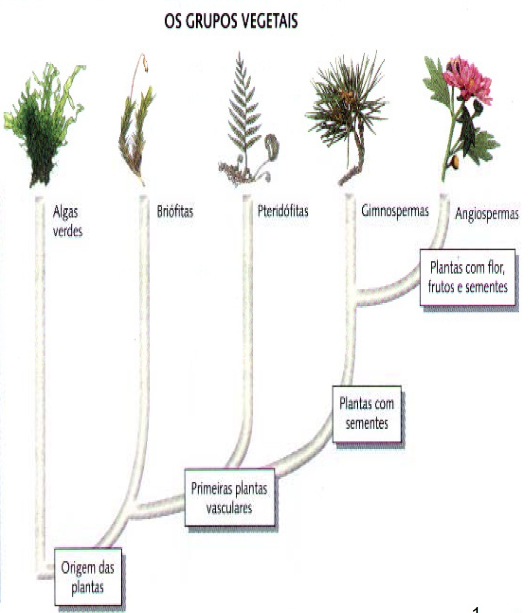 Bússola Estudantil: Reino Plantae