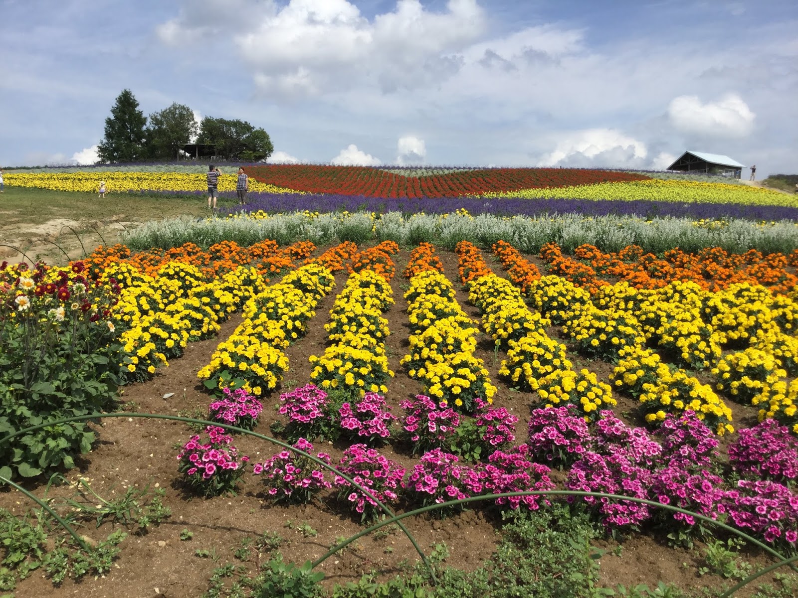 Harrison's JET Blog: Furano flower fields