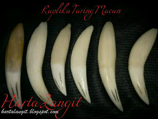 Ciri-ciri taring Macan asli dan khasiatnya - Harta Langit