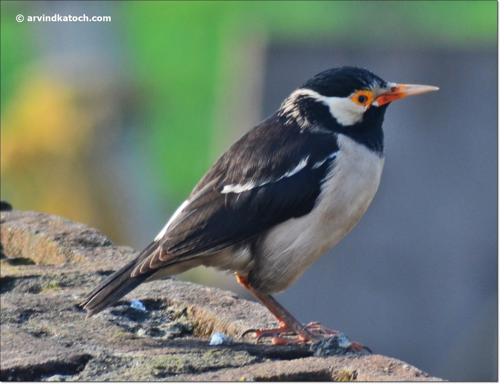 Pied Myna or Asian Pied Starling Pictures and Detail
