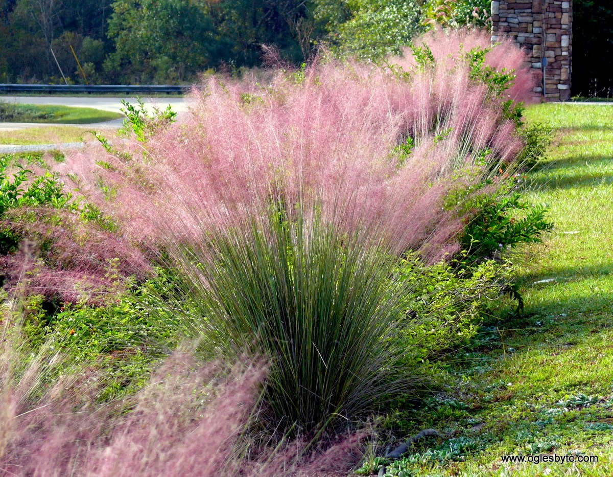 Plantwerkz Pink Muhlygrass Muhlenbergia Capillaris