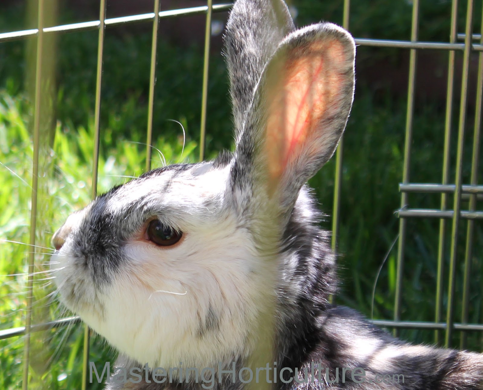 Mastering Horticulture: Garden Bunny