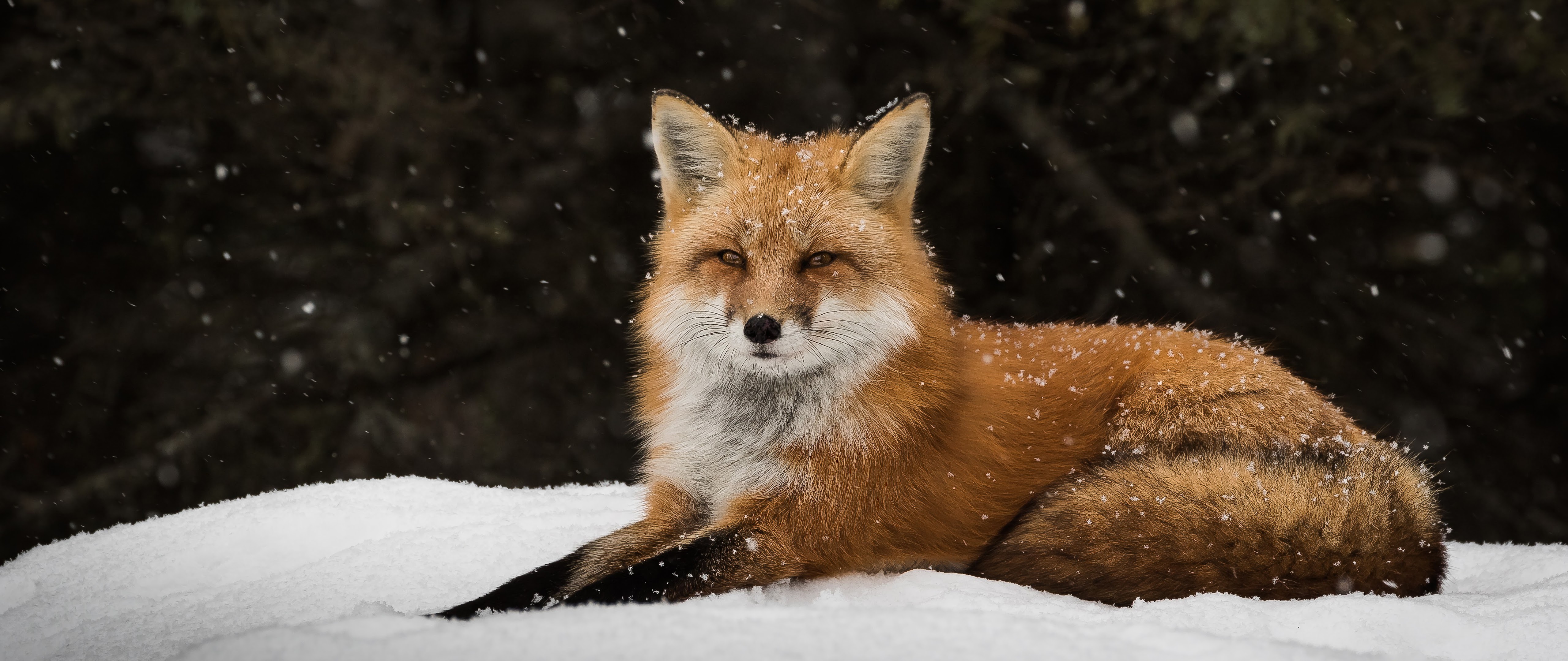 Red Fox, Snow, 8K, 7680x4320, #48 Wallpaper PC Desktop