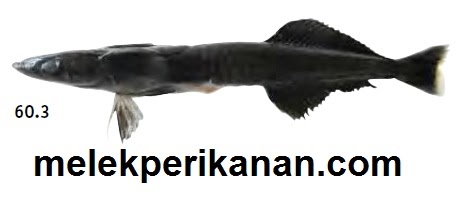Ikan Sepatu Atau Marlinsucker (Remora osteochir); Morfologi, Habitat ...
