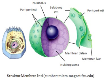 Membran Plasma, Inti, dan Mitokondria ~ NOBODY'S PERFECT