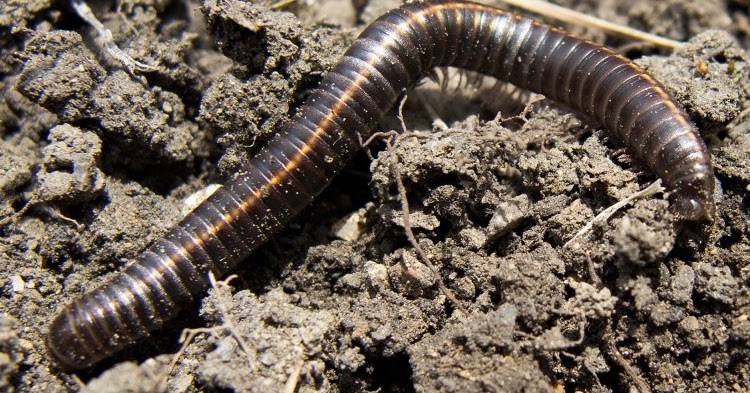 Variety of Life: Julida