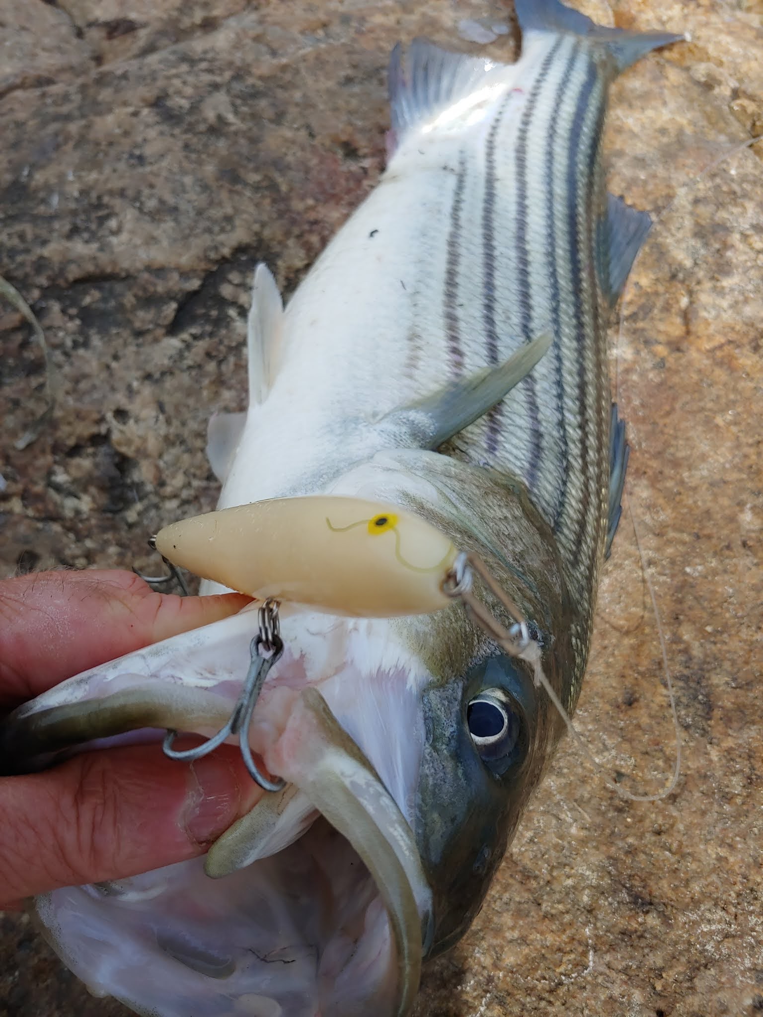 Rhode Island Striped Bass: 2021
