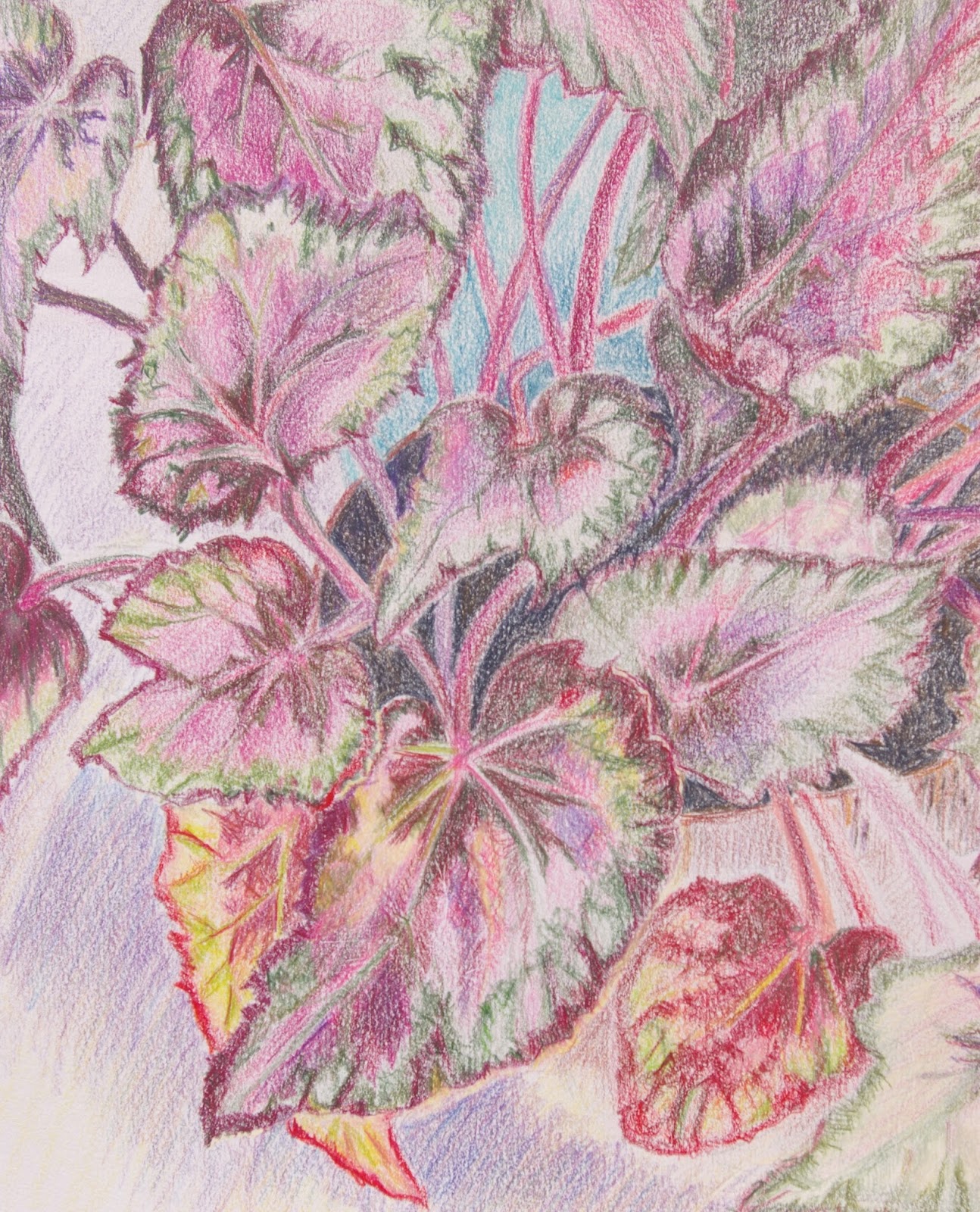 Aylish's OCA Learning Log: Drawing Plants and Flowers in coloured pencil