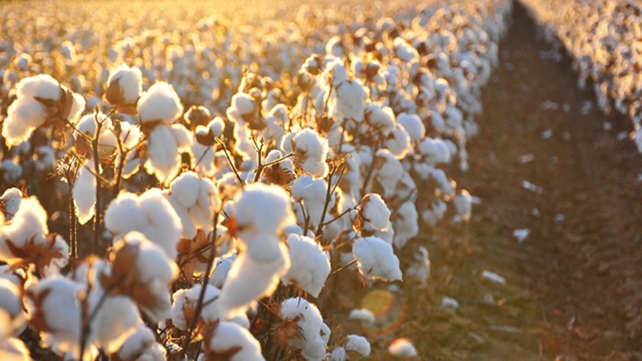 Bt cotton