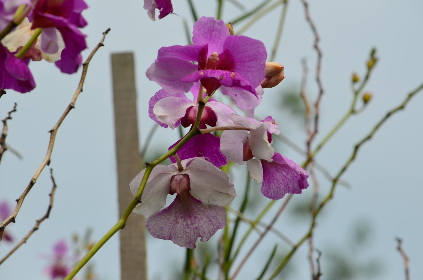 4 da Love of Orchids: Vanda Miss Joaquim var. Agnes