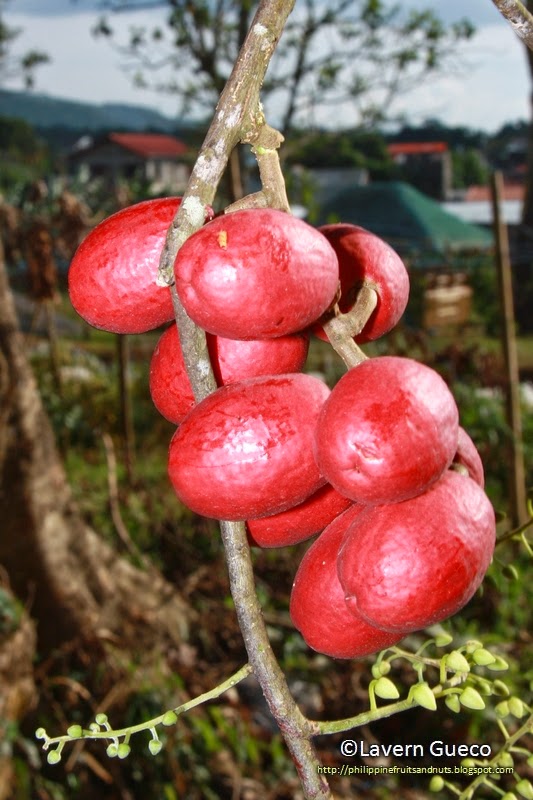 Hunggo ~ Philippine Fruits and Nuts