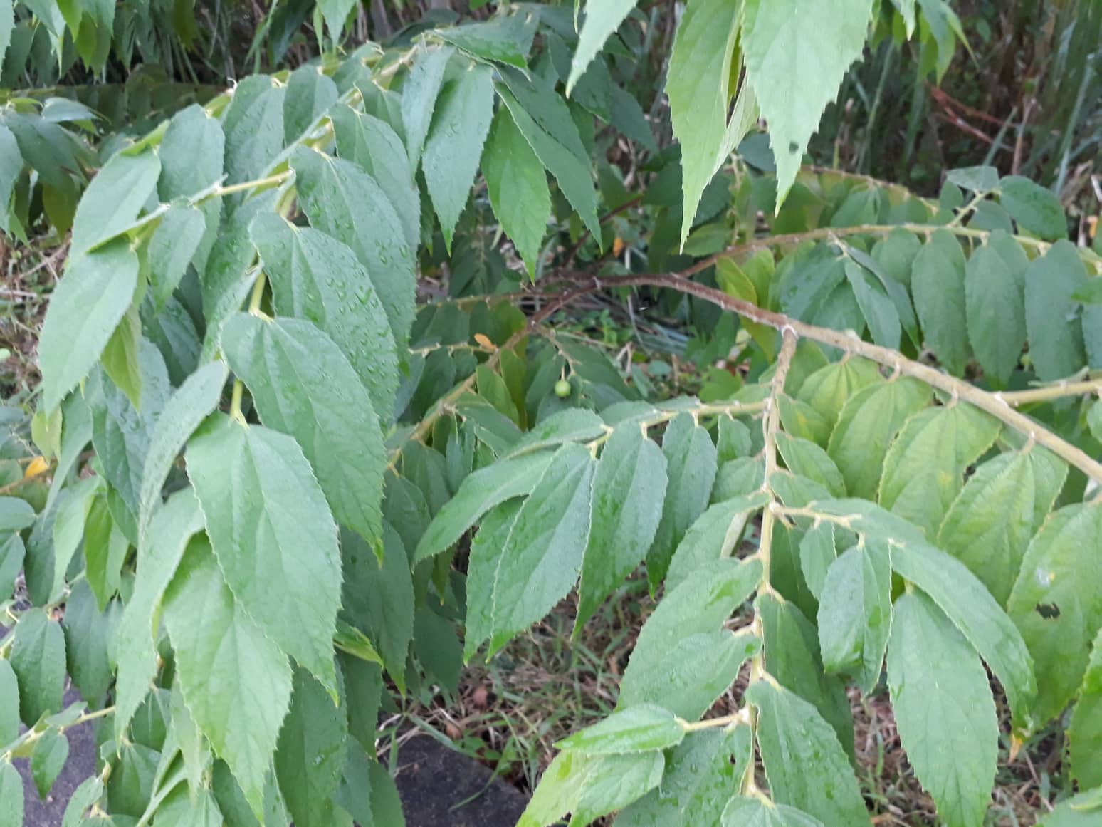 Green Leaf: HEALTH BENEFITS OF ARATILES