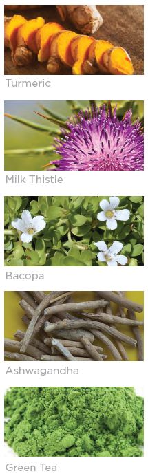 Antioxidant Report | Anti-Aging Breakthrough | Protandim Nrf2 ...