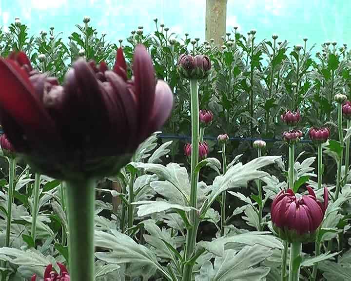 budidaya bunga: Budidaya Bunga Krisan Di Lahan Kering