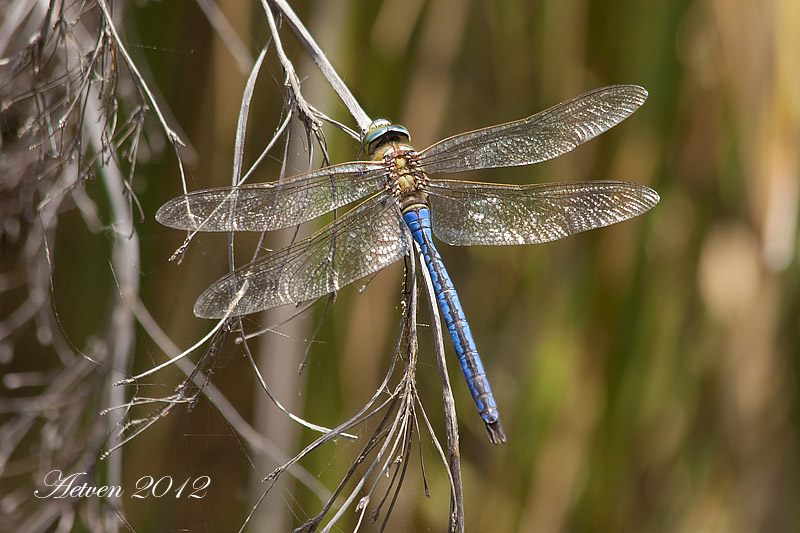 Libelulas azules - Imagui