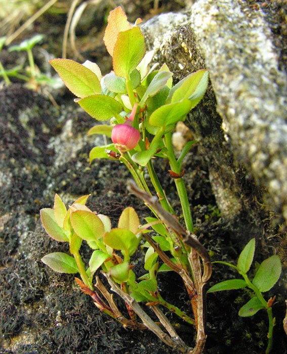 Botanical Book at Bedtime: Part One