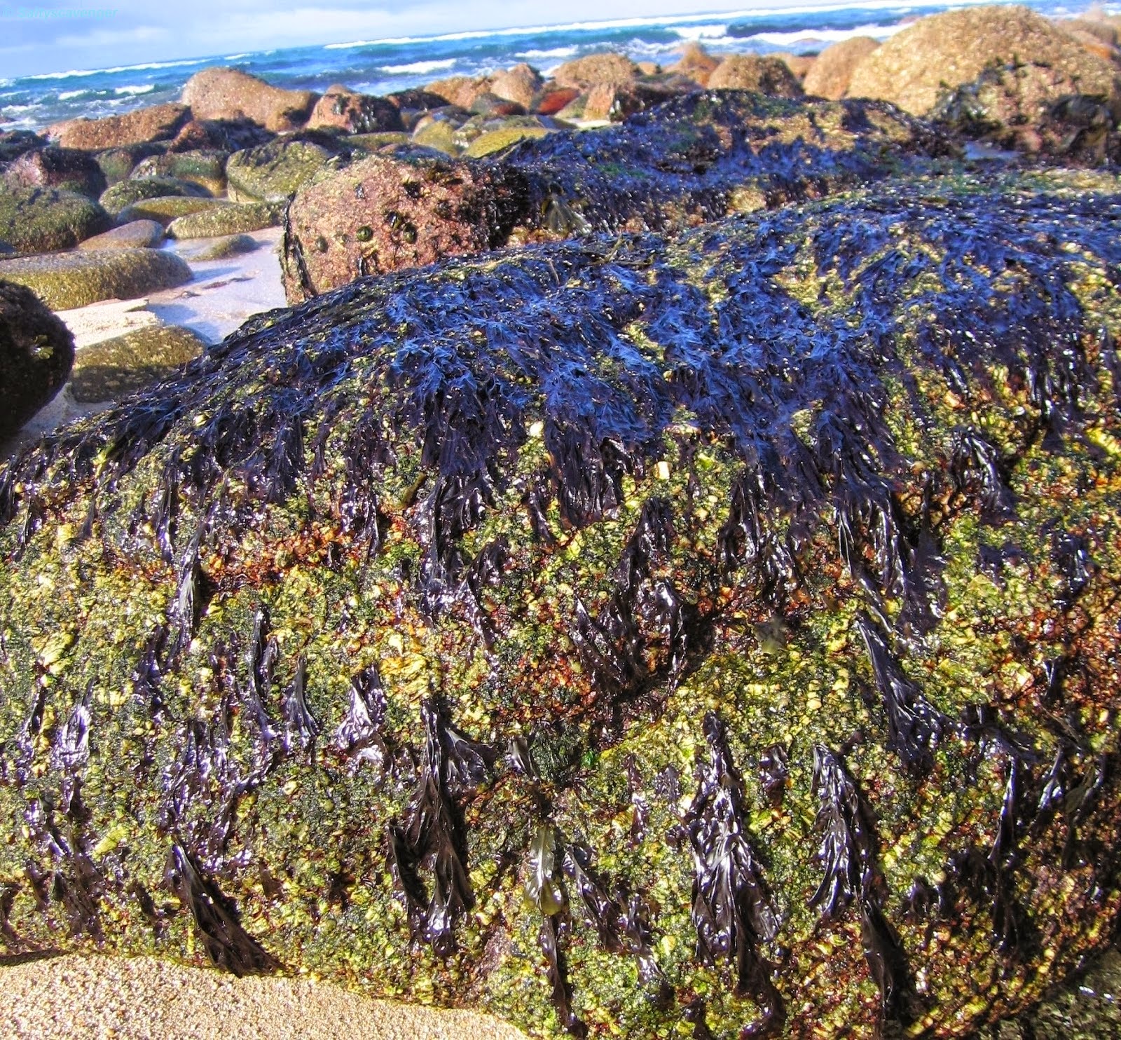 Rock Pooling: Examples of features of littoral rock habitats: