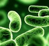 FAKTOR-FAKTOR YANG MEMPENGARUHI PERTUMBUHAN BAKTERI - E-JURNAL