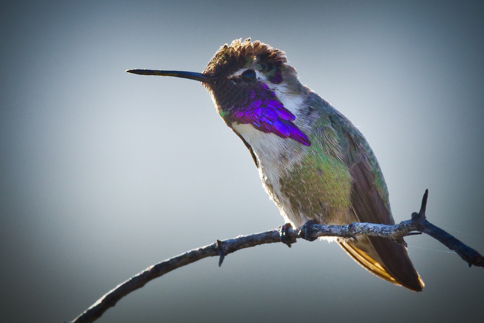 Feather Tailed Stories: Costa's Hummingbird