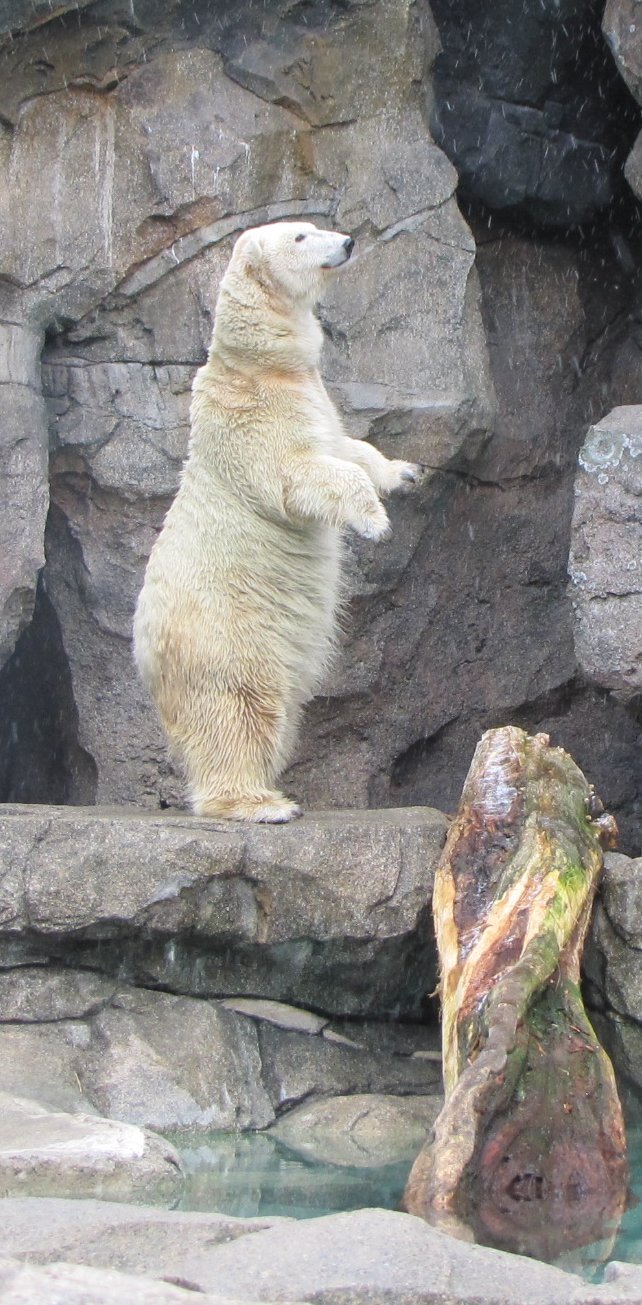 My Polar Bear Friends and Friends of Polar Bears: Rizzo moves to Salt ...