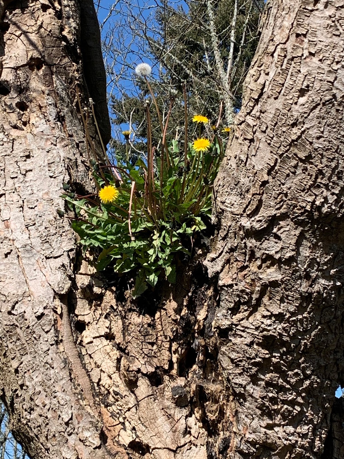 A Virginia Woolf Herbarium: #32 Dandelion