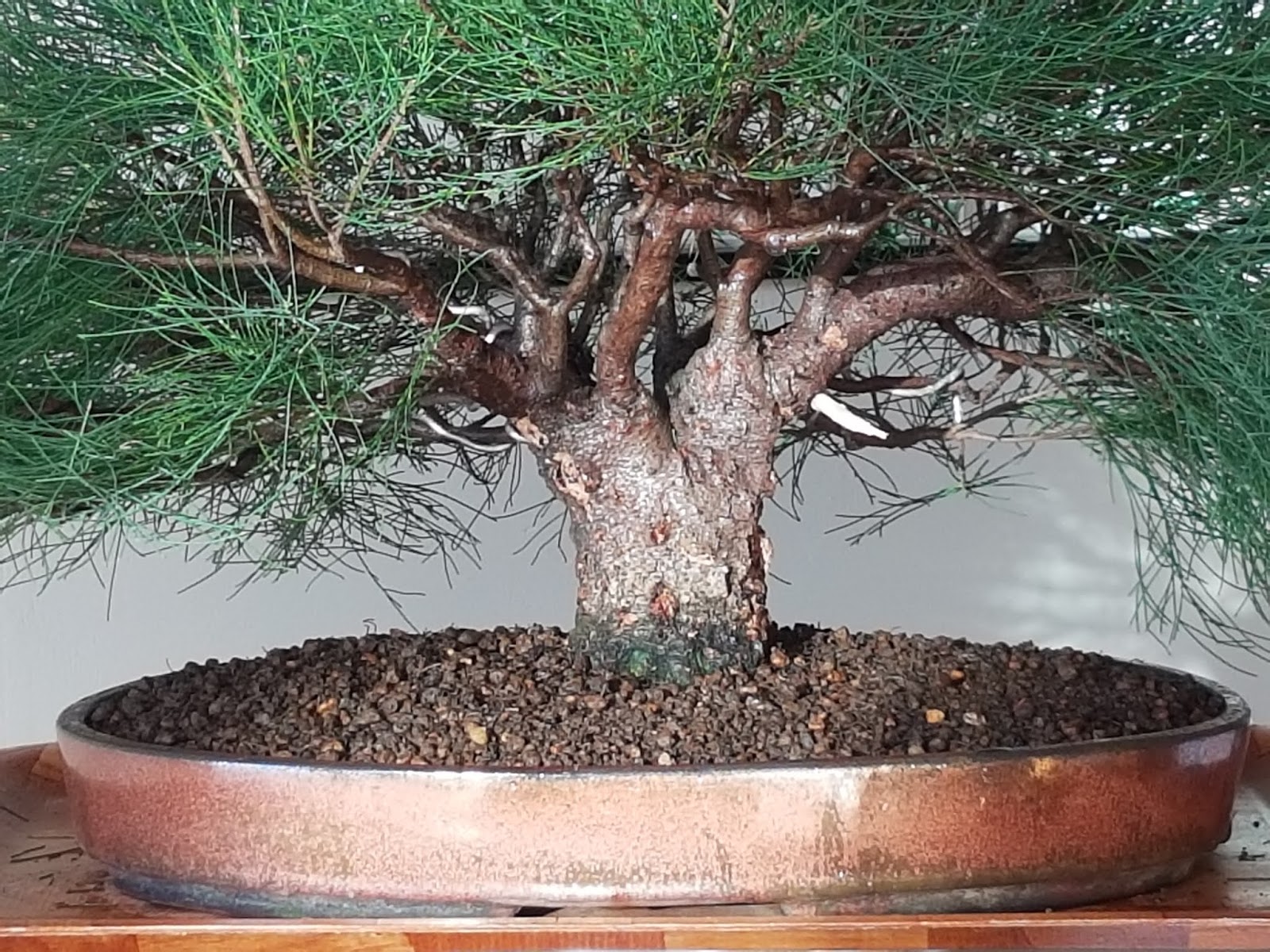 Germinando Semillas para Bonsai.: Casuarina equisetifolia II